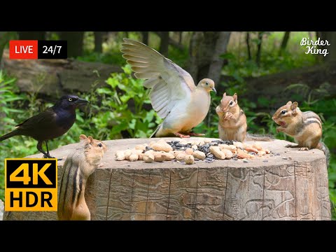 ๐ด 24/7 LIVE: Cat TV for Cats to Watch ๐บ Beautiful Birds, Chipmunks and Squirrels 4K Cat Games