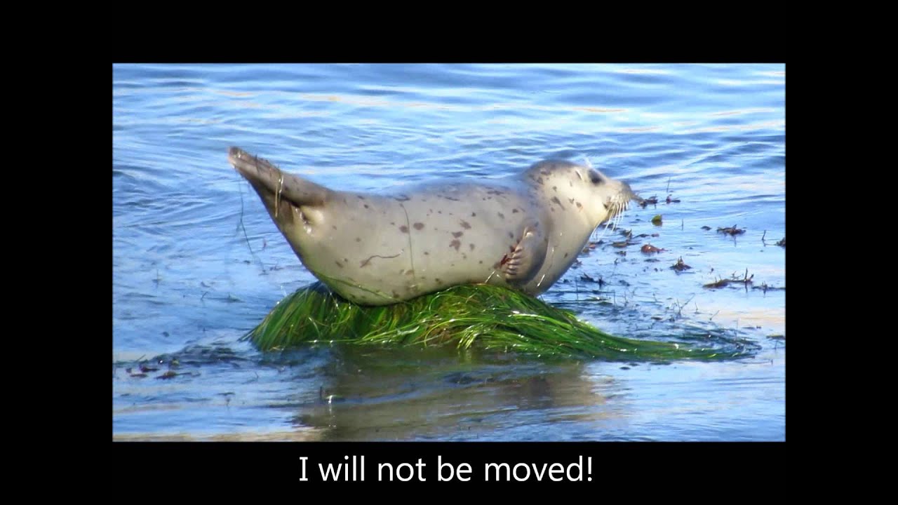 Harbor Seal versus the Rock