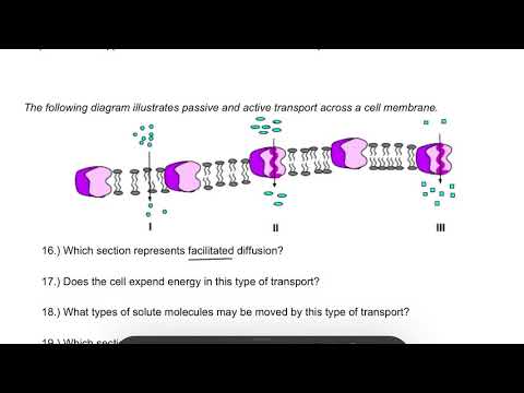 Biology 1: Diffusion and Osmosis WS