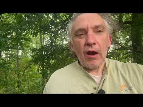 Custodian of the Woodland 41 - Honouring Alban Hefin: Reflections at the Summer Solstice