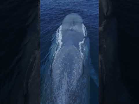 Itβs like a living submarine! Amazing drone view of the Blue Whale!