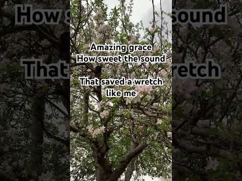 Amazing grace, how sweet the sound 🌸 #amazinggrace #acousticworship #christianmusic #worshipsongs