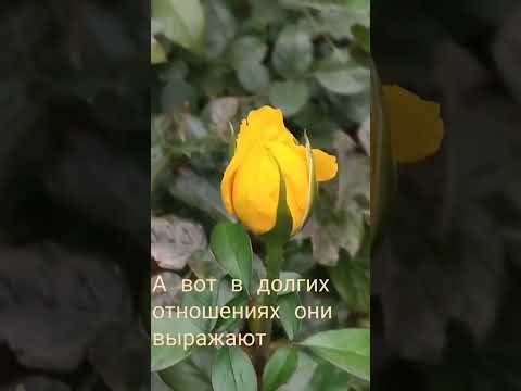 Yellow roses about relationships between people #shorts