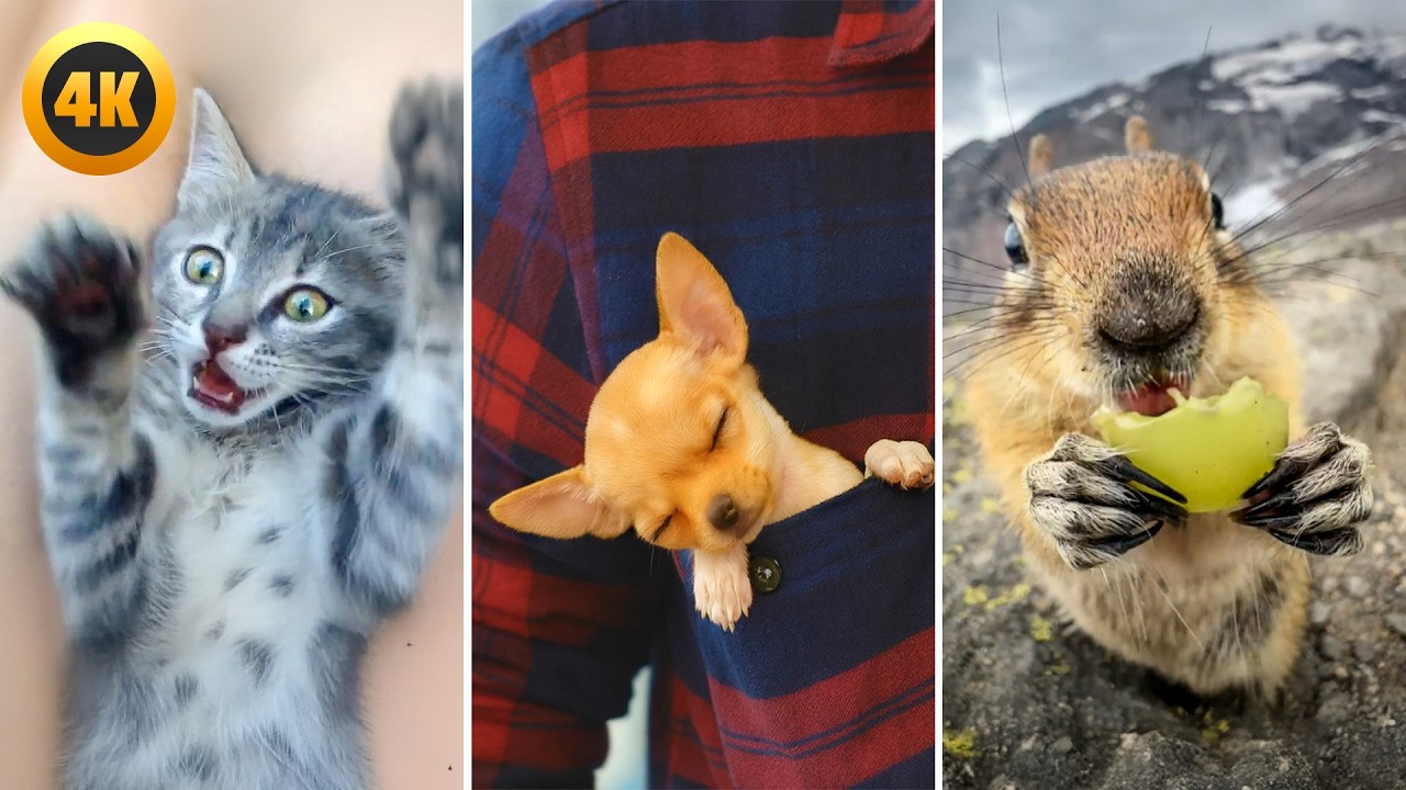 CUTE and Tiny Animals 😍 | 1 Hour of FUNNY PETS!