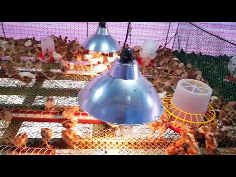 Day 17 DCZ breeders