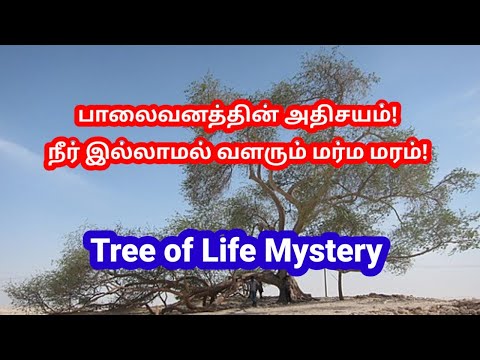 The Mysterious Tree of Life in Bahrain | A Desert Wonder