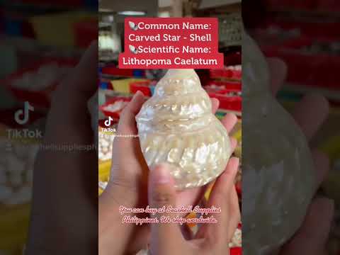 🐚Common Name: Carved Star - Shell | 🐚Scientific Name: Lithopoma Caelatum 