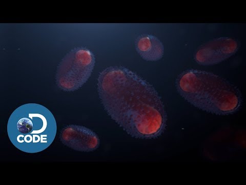 How Smallpox Infects the Body