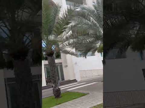 Dates Tree | Dates Plants | New Dates looks #shorts |#new