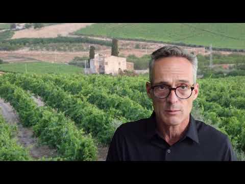Tasty Expectations | Morgante Nero d'Avola, Sicily 2019