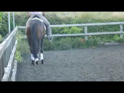 Diablo Dancer 2 Ridden by Andrew Robbins 11 07 13