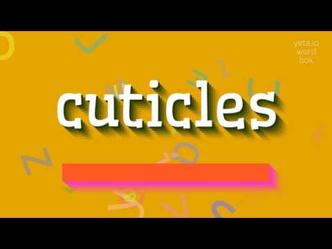 How to say "cuticles"! (High Quality Voices)