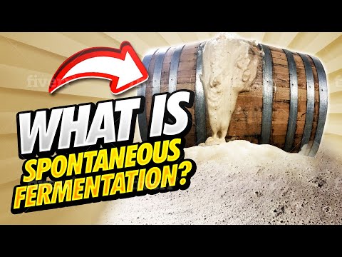 How Lambic Is Fermented with 3 Fonteinen. Spontaneous Fermentation Explained