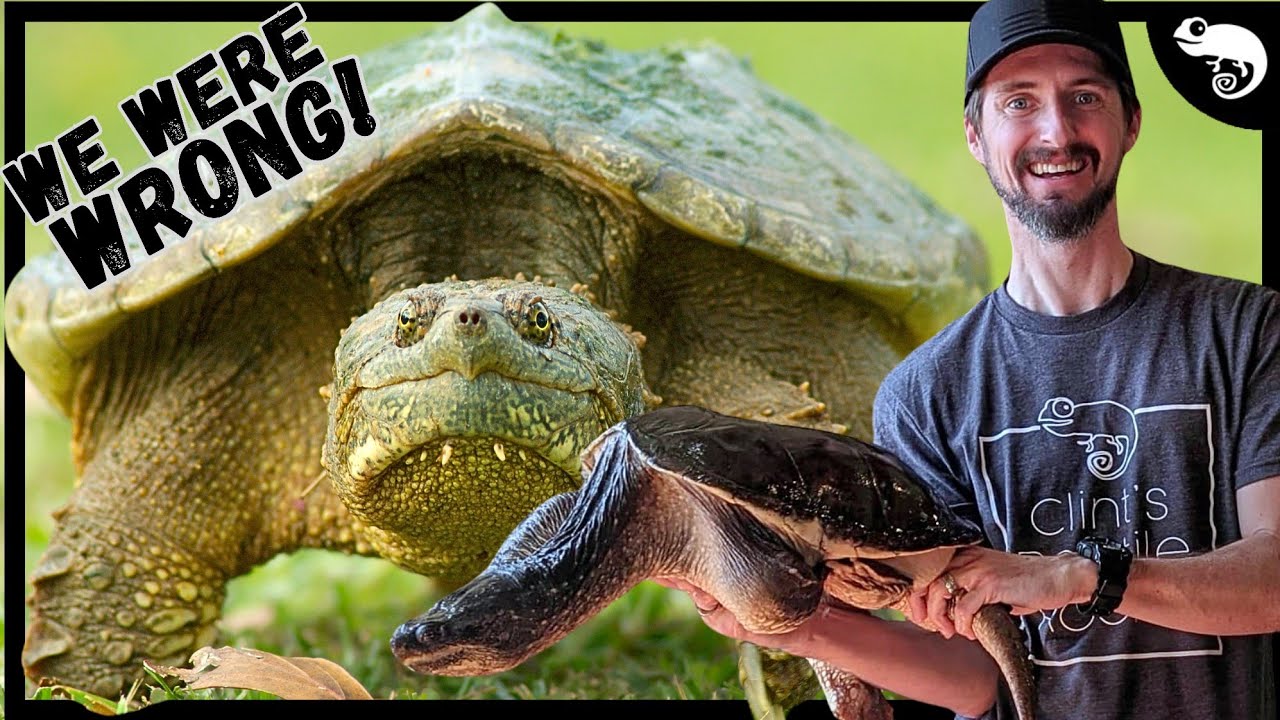 We Have Been Completely Wrong About Snapping Turtles!
