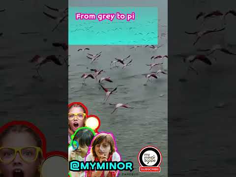 "Was the Flamingo a Spiritual Sentinel? | MyMinorScope Shorts"
