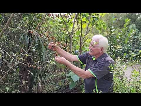 New Zealand Native Plants at the Sculpture Park