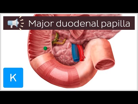 Major duodenal papilla | Anatomical Terms Pronunciation by Kenhub