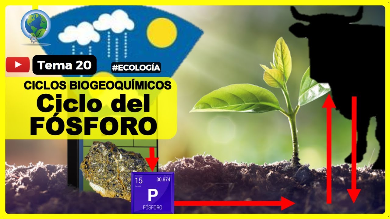 ♻️Ciclo del Fósforo (P) explicación y fases | #ecología 🍃