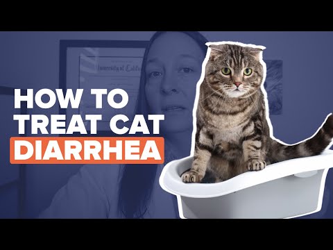 Signs Your Cat Has Diarrhea & How To Treat It