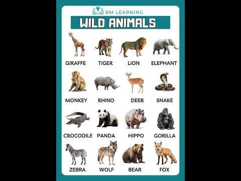 Wild Animals Name English Vocabulary #wild #education #shortsfeed #rmlearning