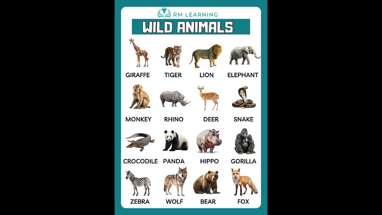 Wild Animals Name English Vocabulary #wild #education #shortsfeed #rmlearning