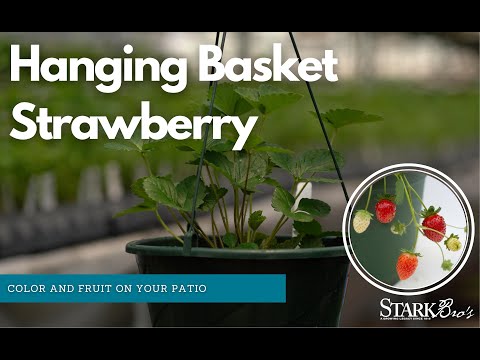 🍓Hanging Basket Strawberries!