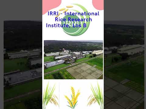 IRRI - International Rice Research Institute, Philippines. Agriculture. IRRI full form. AFO, ICAR.