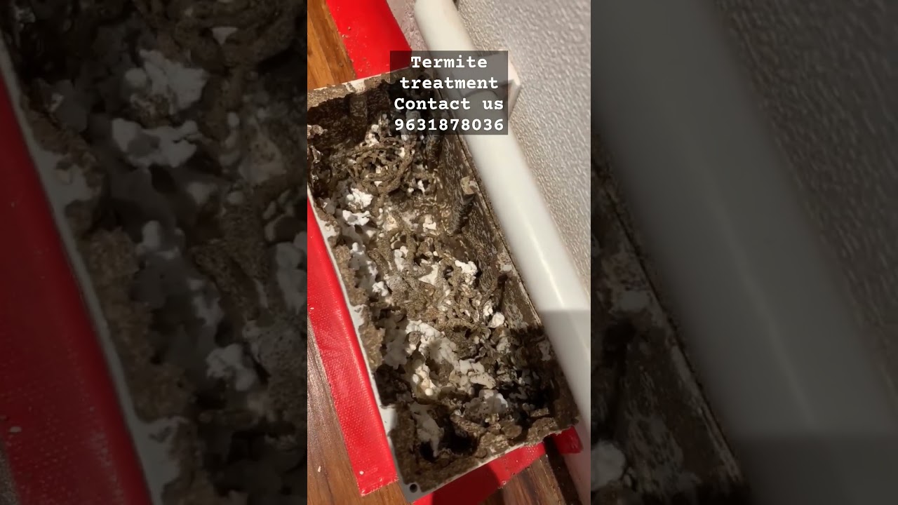 How to termite treatment? #termitemanagement #pestcontrol #termites #pest