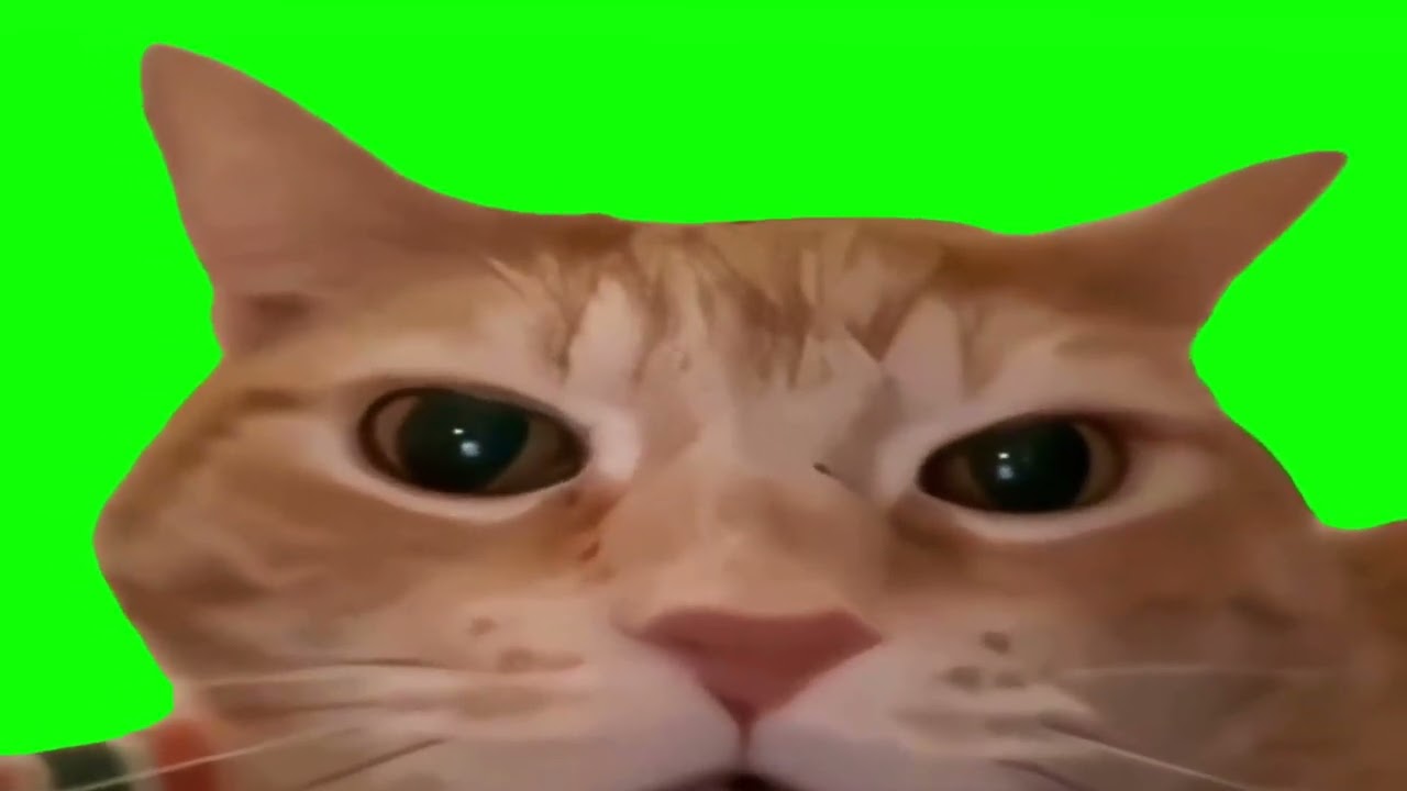 Cat laughing Green Screen Meme