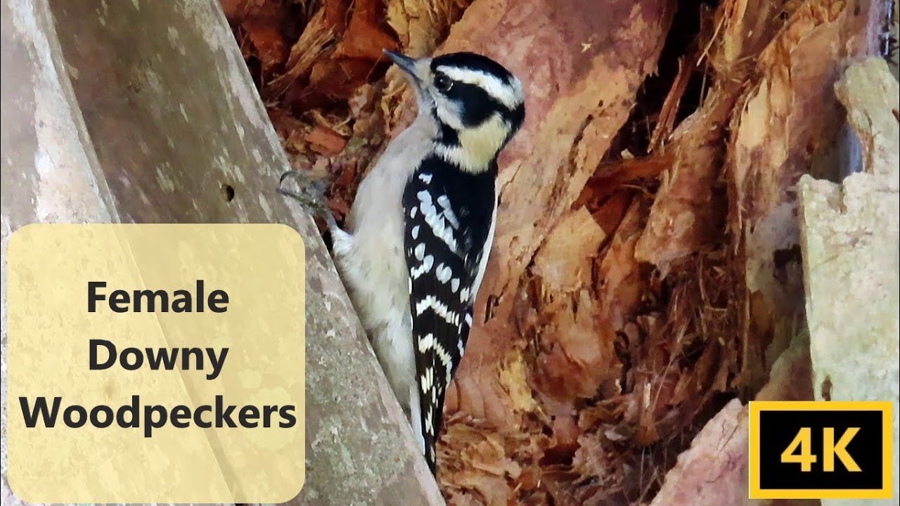 Female Downy Woodpeckers