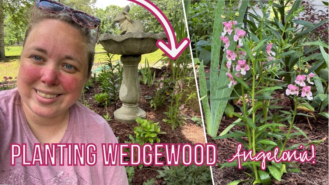 Planting Proven Winners Wedgewood Angelonia in the Garden! (Zone 9b)