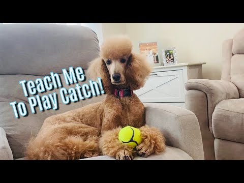 Dog catches ball, Funny! The Standard Poodle