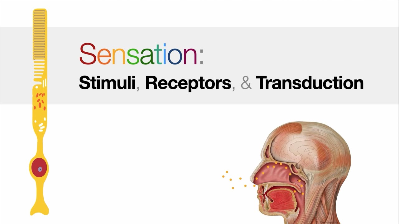 Understanding Sensation: The Role of Stimuli, Receptors, and ...