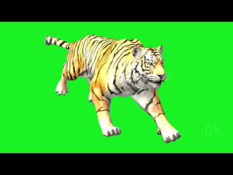 #green#greenscreea#tiger#animation#cartooncharacter#cartoon#character#free#trending#green video png