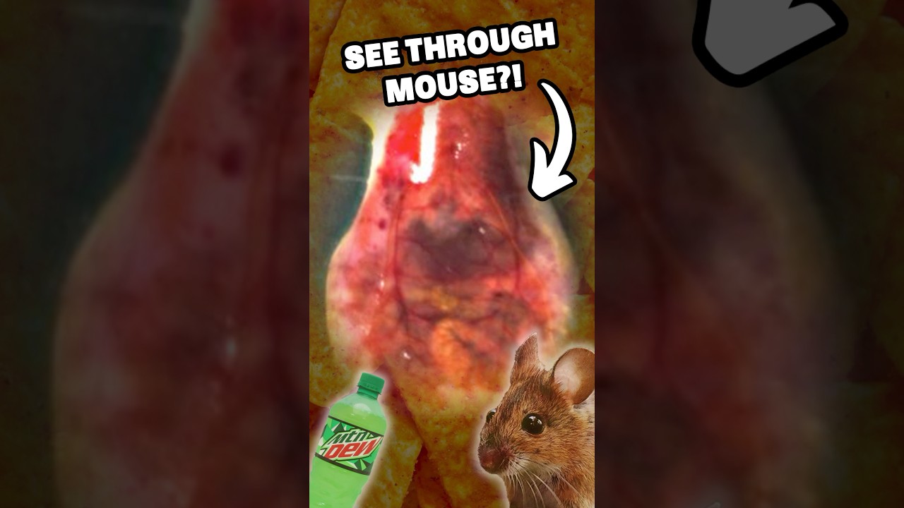 Doritos Dye Makes Mice TRANSPARENT?!