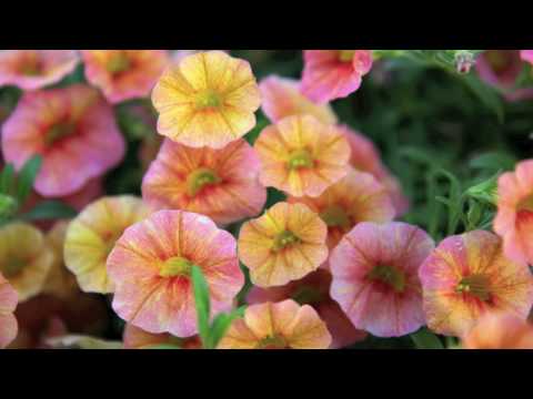 Self ~ A Papaji Poem