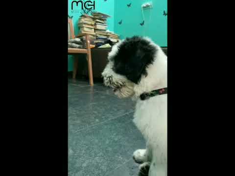 December 16, 2021 FUNNY PUPPY