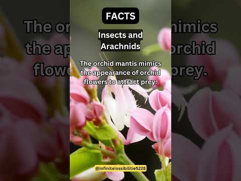 The orchid mantis mimics the appearance of orchid flowers to attract prey #mantis #facts