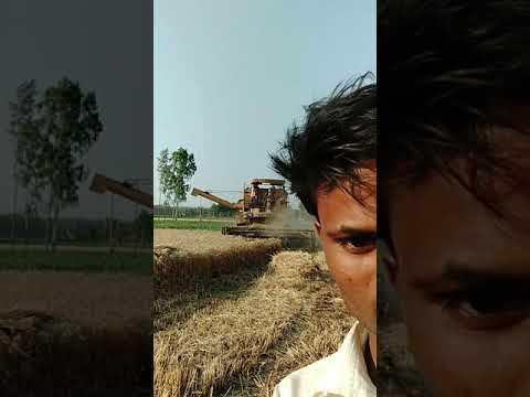 wheat crops by cumpend