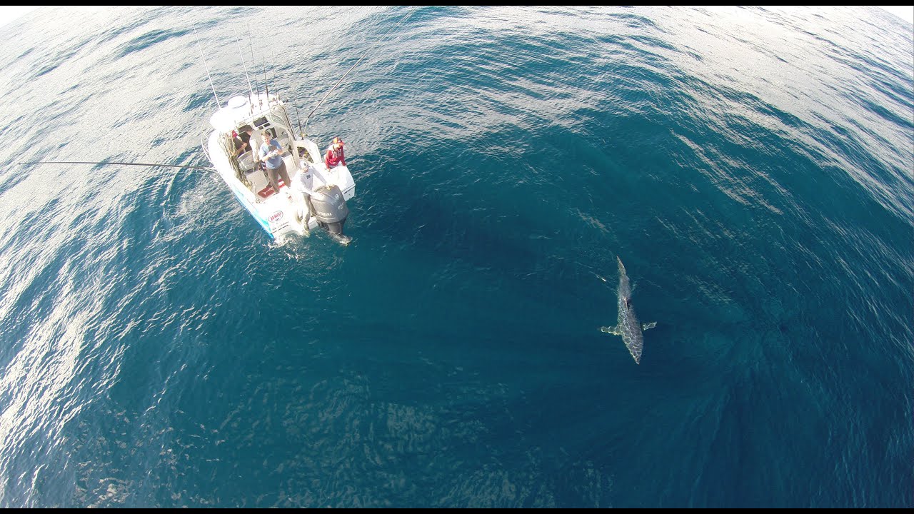 Tips for catching Mako sharks