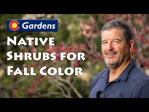 Colorado Sumac Tree: Identification and Care Guide – GFL Outdoors