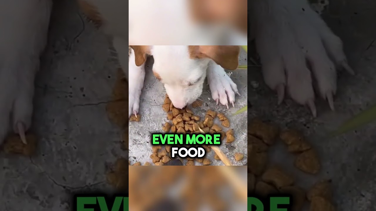 This dog was rescued from a cardboard box!  ❤️🥺😭 #shorts