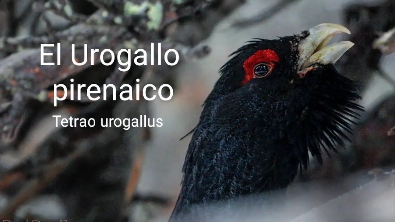 El Urogallo pirenaico (Tetrao urogallus) -  Western Capercaillie / Le Grand Tétras