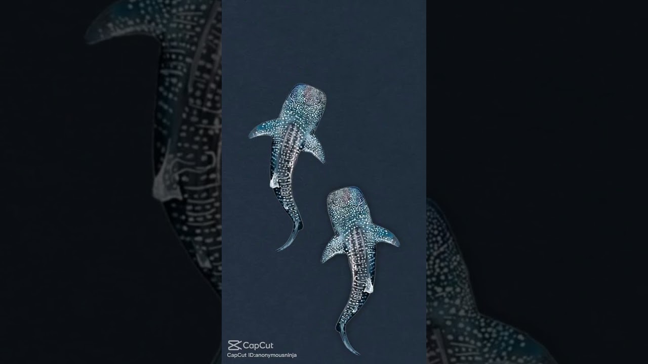 shark wallpapers