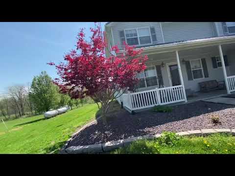 Japanese Maple Full Grown - Spring Time Colors (Emperor Japanese Maple)