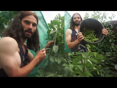 Why growing Broad beans (Fava beans) in containers and pots ROCKS!