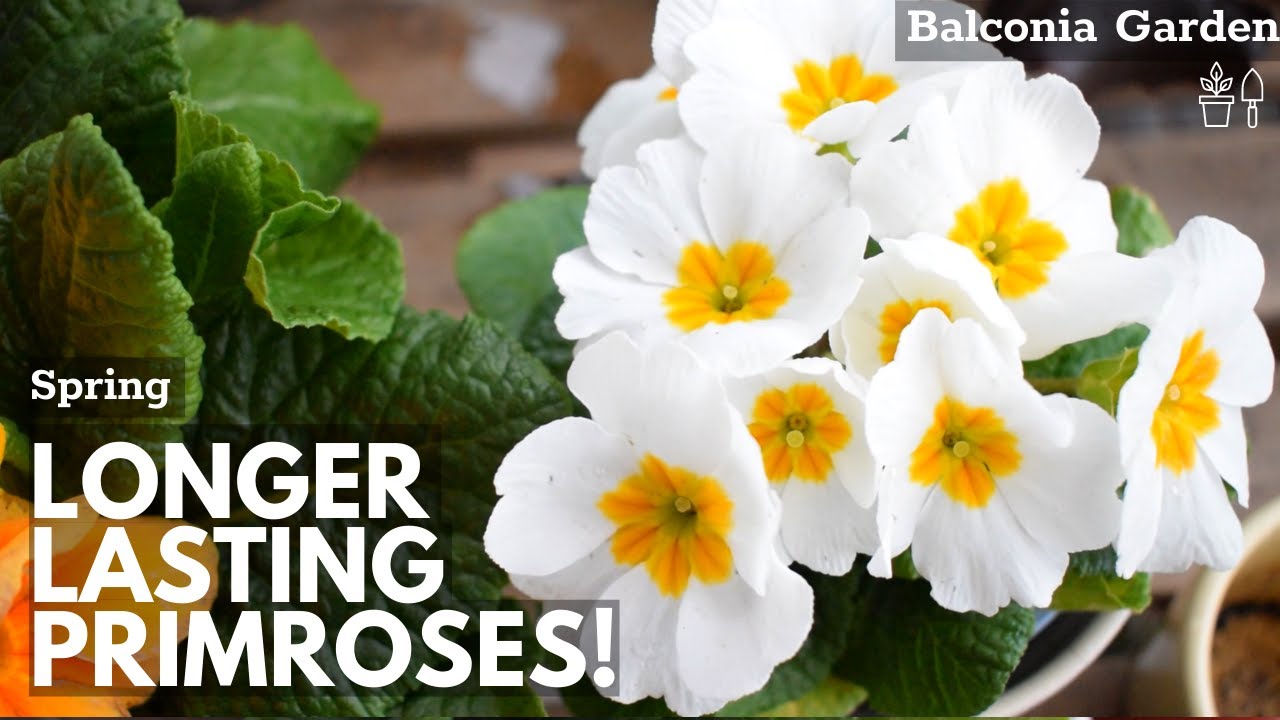How To Make Primroses Bloom Longer When Grown Indoors 🌿 Balconia Garden