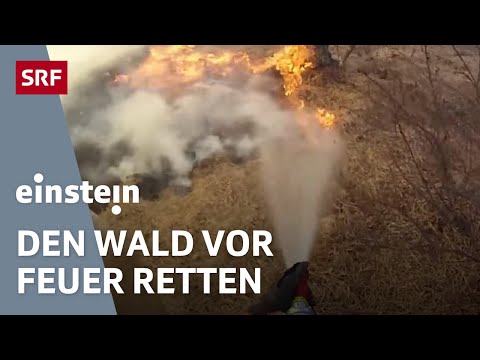 Gefahr Waldbrand: Wie die Feuerwehr im Tessin unseren Wald rettet | Klima | Einstein | SRF Wissen