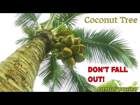Listen To Harris: Never Make The Mistake Of Falling Out Of A Coconut Tree! #coconuttree #haris #fyp
