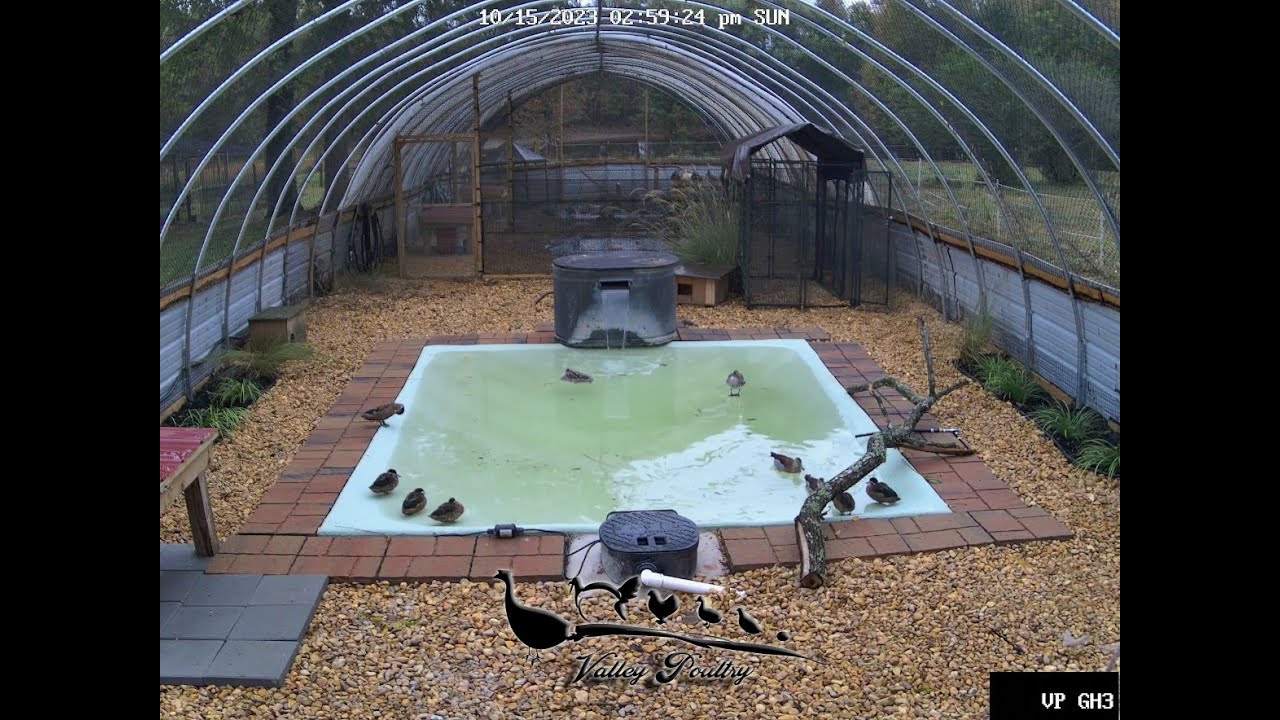 Greenhouse Aviary Build Part 6